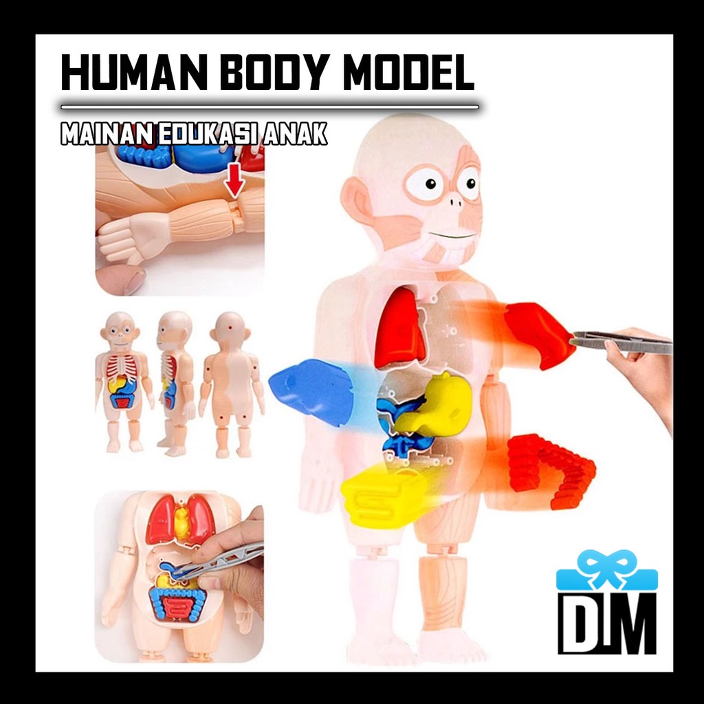 Jual Mainan Edukasi Dokter Anatomi Organ Tubuh Manusia Human Body Model Puzzle 3d Skeleton ...