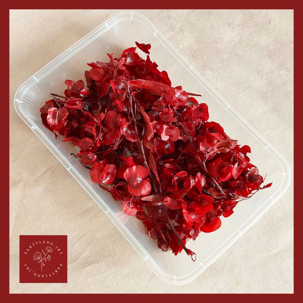 Jual DIY Chinese New Year Preserved Red HopBush Dodonaea Flower Head ...