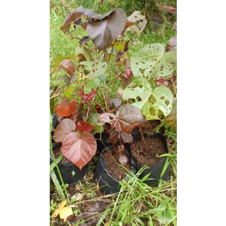 Jual Bahan Bonsai Waru Merah / Waru Super Red / Waru Merah Super Red ...