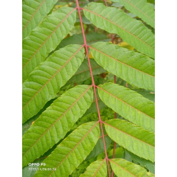Jual Daun Surian atau daun suren per 1kg | Shopee Indonesia