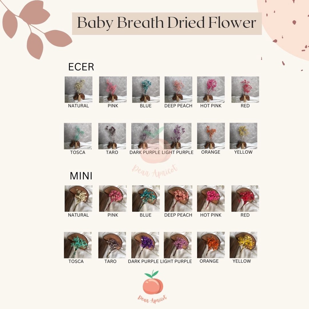 Jual BUNGA BABY BREATH NATURAL DAN WARNA BUNGA KERING PRESERVED DRIED ...