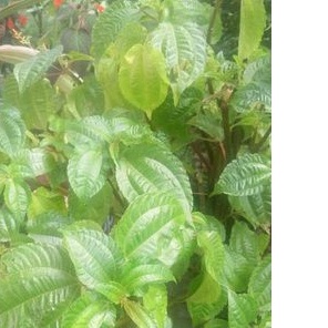 Jual Daun pohpohan lalap Sunda 500 gram | Shopee Indonesia