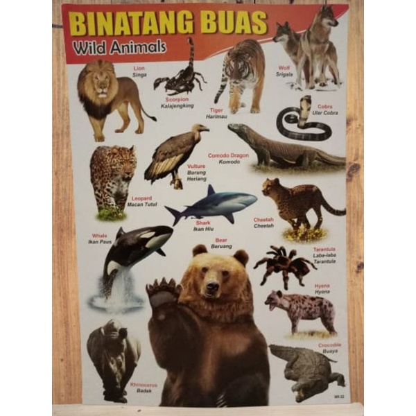 Jual Poster Belajar Anak Binatang Buas | Shopee Indonesia