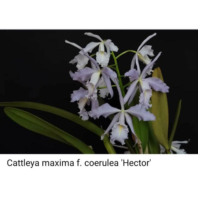 Jual cattleya maxima coerulea hector | Shopee Indonesia