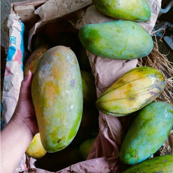 Jual Buah Mangga Kiojay Thailand Fresh Promo | Shopee Indonesia
