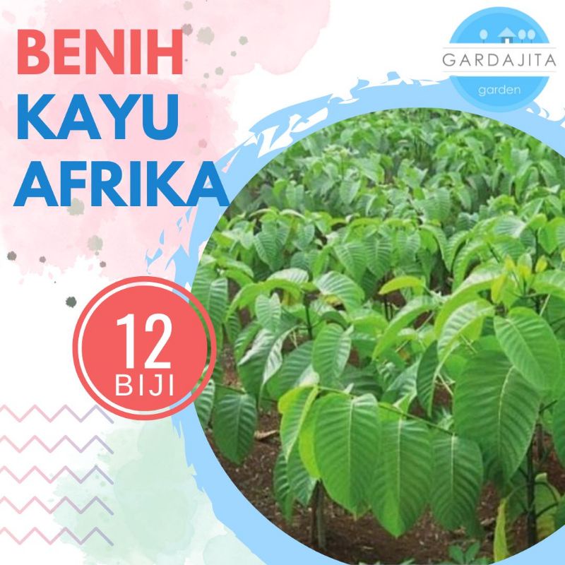 Jual Benih KAYU AFRIKA [isi-12] - Biji Bibit Maesopsis Eminii | Shopee ...