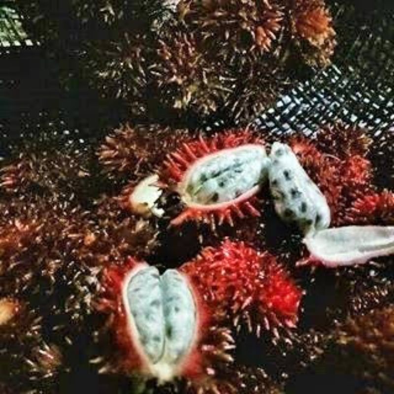 Jual BUAH PARAHULU SEGAR | RAMBUTAN TANAH | BUAH LANGKA | Shopee Indonesia