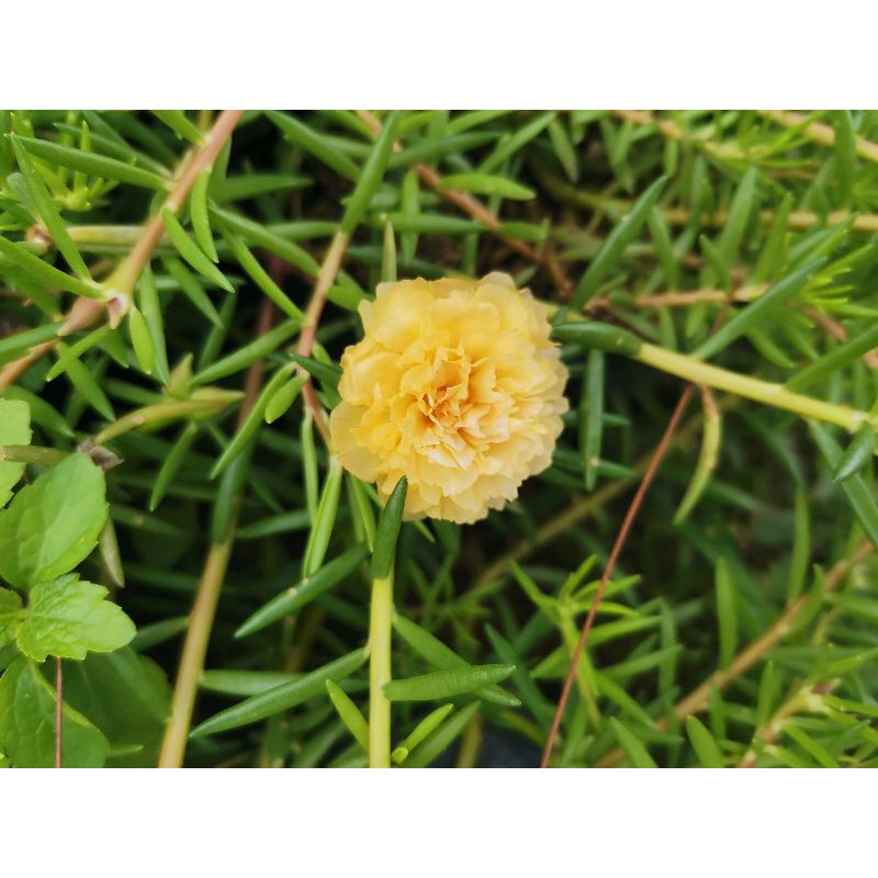 Jual Bunga Krokot mawar kuning / rose moss yellow / Portulaca ...