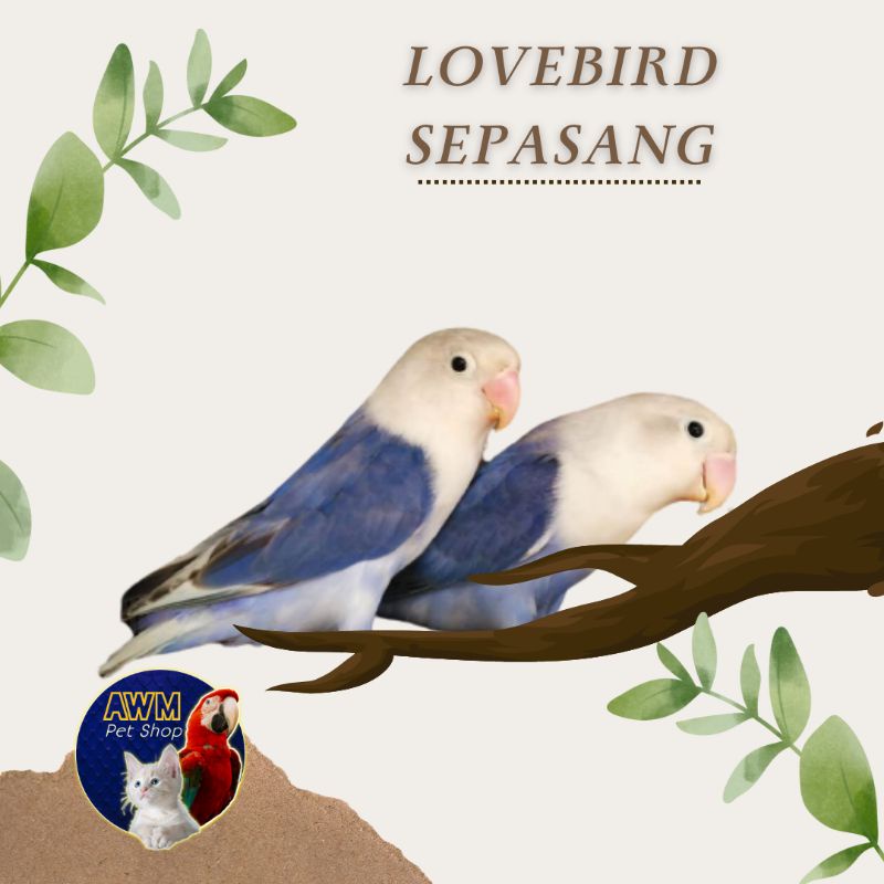 Jual BURUNG LOVEBIRD SEPASANG BIOLA VIOLET / BLUE | Shopee Indonesia