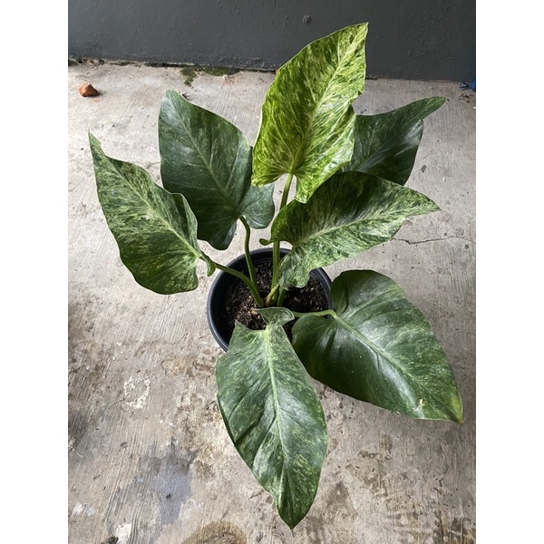Jual giganteum variegata / philo marble | Shopee Indonesia