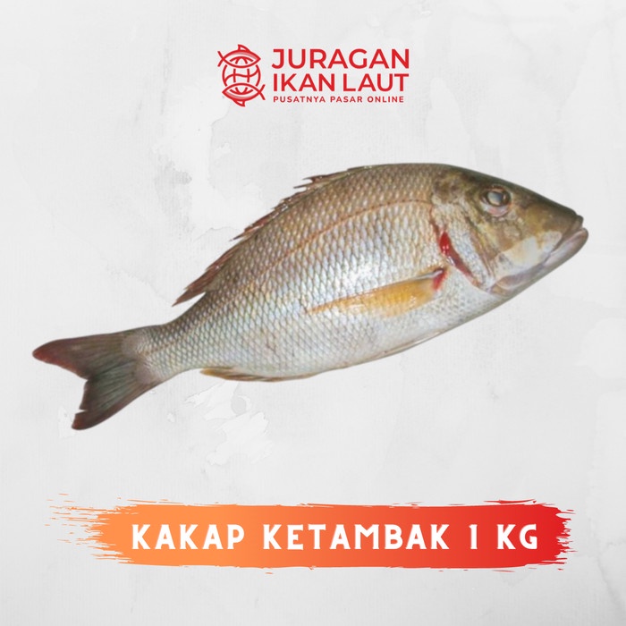 Jual Ikan Kakap Ketambak Jangki Segar Berkualitas - 1 Kilogram | Shopee ...