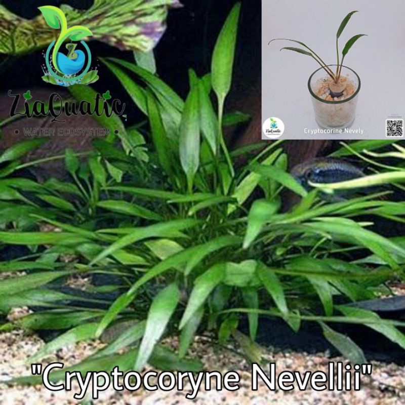 Jual Cryptocoryne Nevely - Tanaman Aquascape Aquarium Paludarium ...