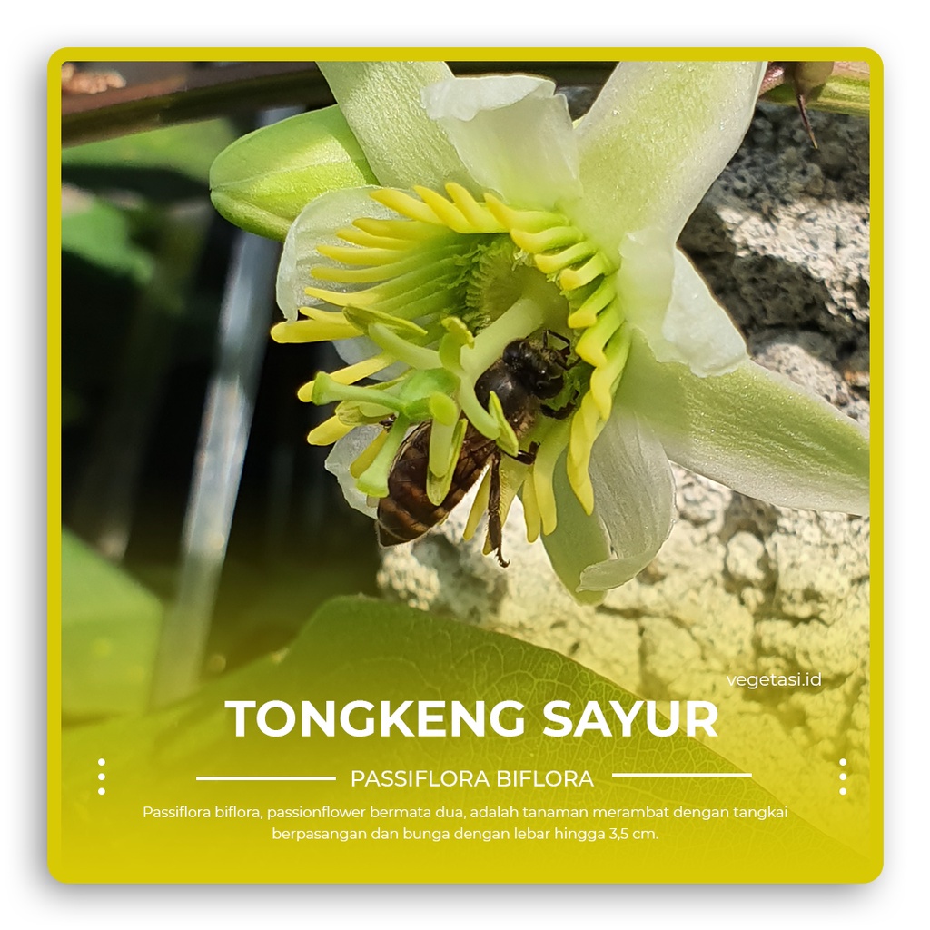 Jual Bibit Bunga Tongkeng Sayur / Passiflora Biflora tanaman pakan ...