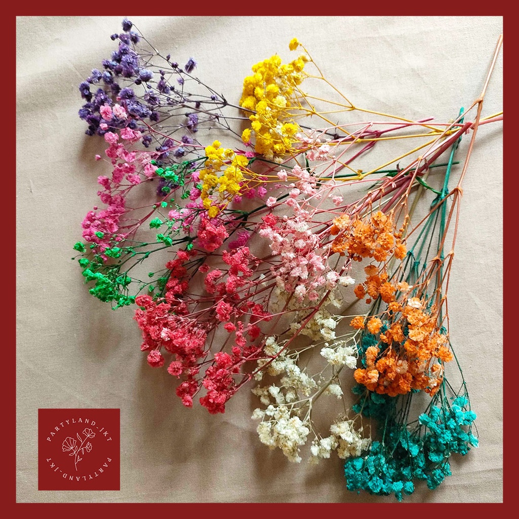 Jual Dried Flower Preserved Real Touch Premium Baby's Breath Gypsophila ...
