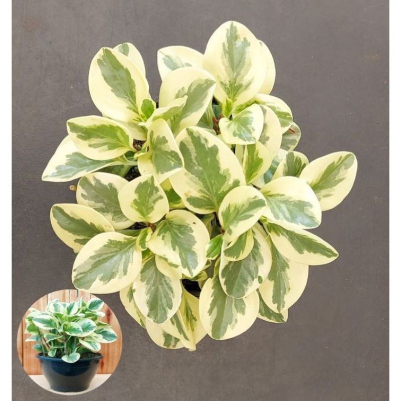 Jual Tanaman Hias Peperomia Varigata - Tanaman Hias Hidup Teplan ...