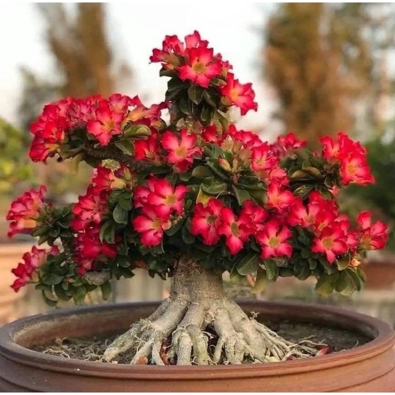 Jual adenium bunga tumpuk/tanaman hias hidup kemboja adenium/bunga ...