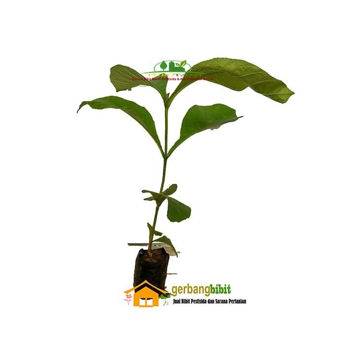 Jual Bibit jati unggul jati super siap tanam | Shopee Indonesia