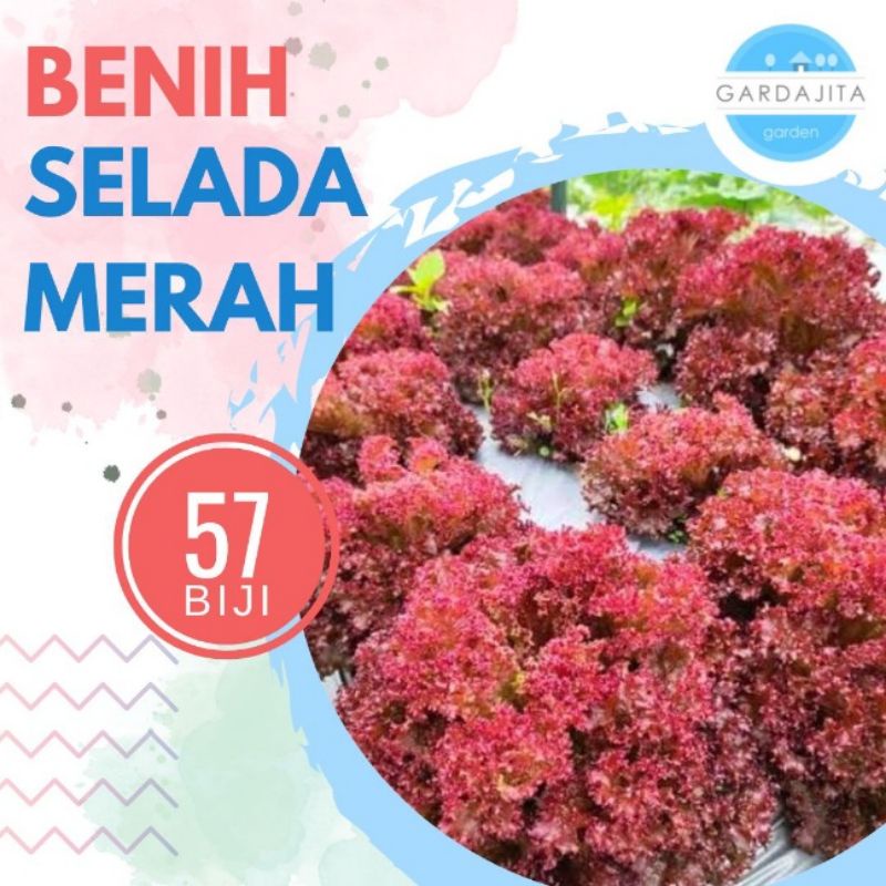 Jual SELADA MERAH [isi-50] - Benih Olga Red Biji Sayur | Shopee Indonesia