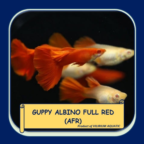 Jual IKAN HIAS AIR TAWAR - GUPPY ALBINO FULL RED (AFR) | Shopee Indonesia