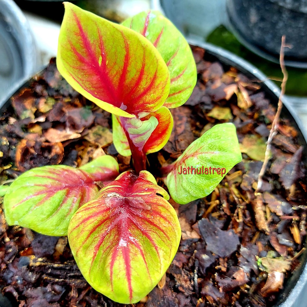 Jual Caladium Jathulatrep kuning 1-3 Daun Tanaman Keladi Hias Murah ...