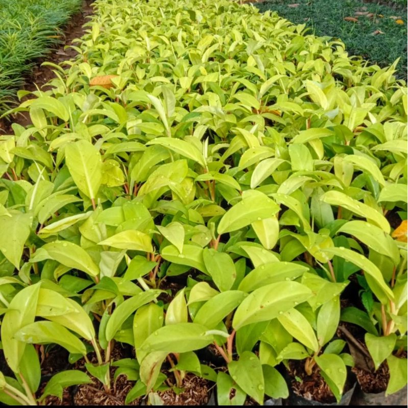 Jual Paket per 10 pohon tanaman hias sirih gading centong srigading ...