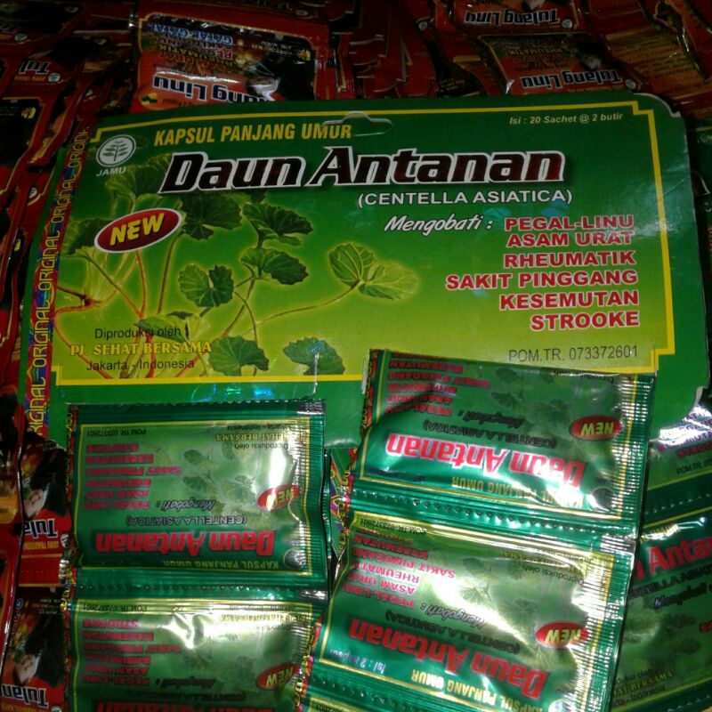 Jual Paket 100 hanger Daun Antanan Kapsul Original | Shopee Indonesia