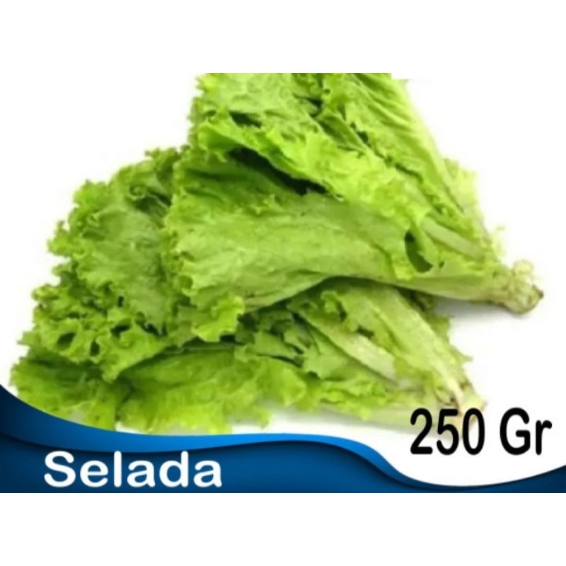 Jual Selada Kriting 250 gram | Shopee Indonesia