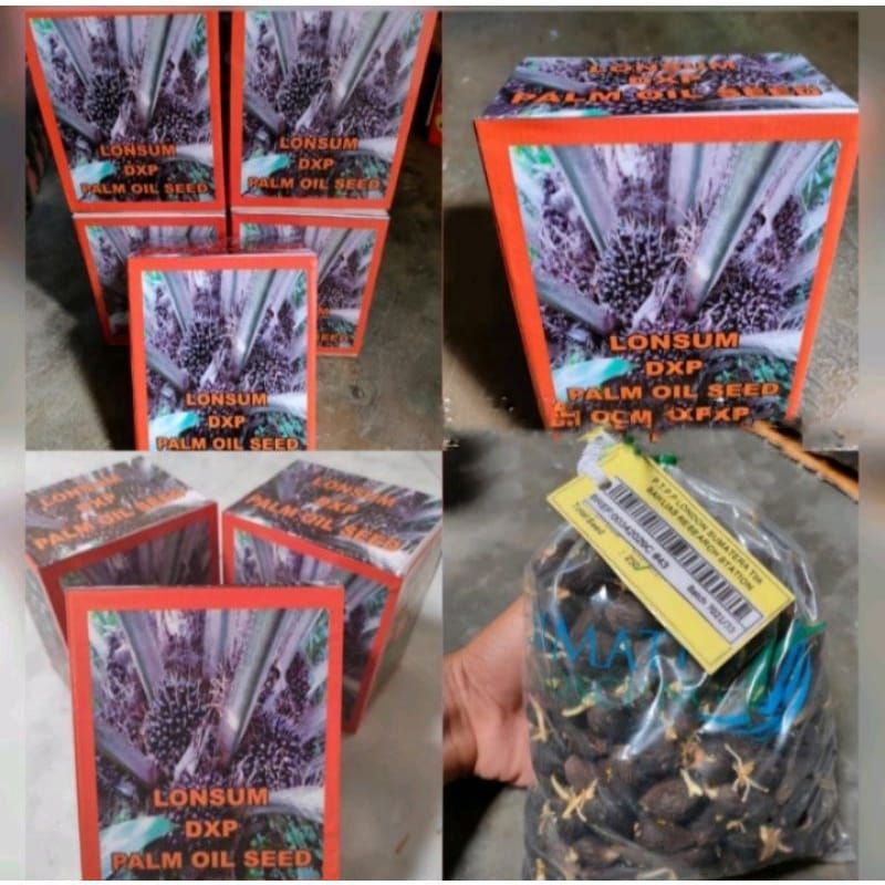 Jual TERLARIS benih bibit unggul kelapa sawit LONSUM | Shopee Indonesia