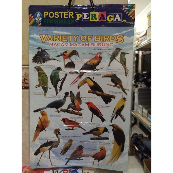 Jual Poster peraga pendidikan| macam-macam burung | Shopee Indonesia
