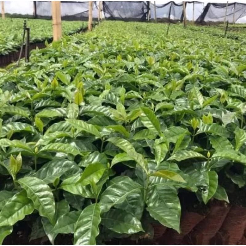 Jual BIBIT KOPI I BIBIT KOPI ARABIKA ATENG SUPER I BUKAN KOPI ROBUSTA ... Jual BIBIT KOPI I BIBIT KOPI ARABIKA ATENG SUPER I BUKAN KOPI ROBUSTA ...