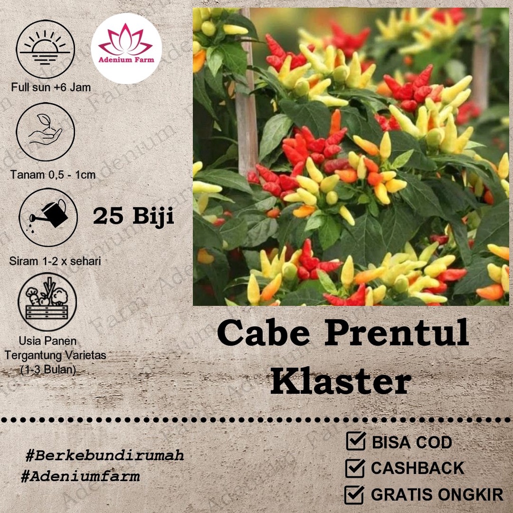 Jual Benih Cabe Rawit Prentul Klaster Benih Cabai Rawit Merah Viral ...
