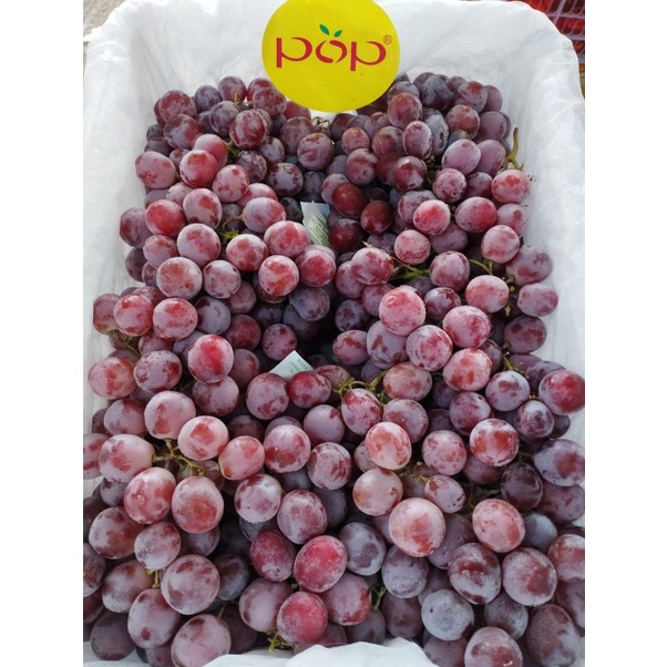 Jual BUAH ANGGUR MERAH (HARGA PER KG) | Shopee Indonesia