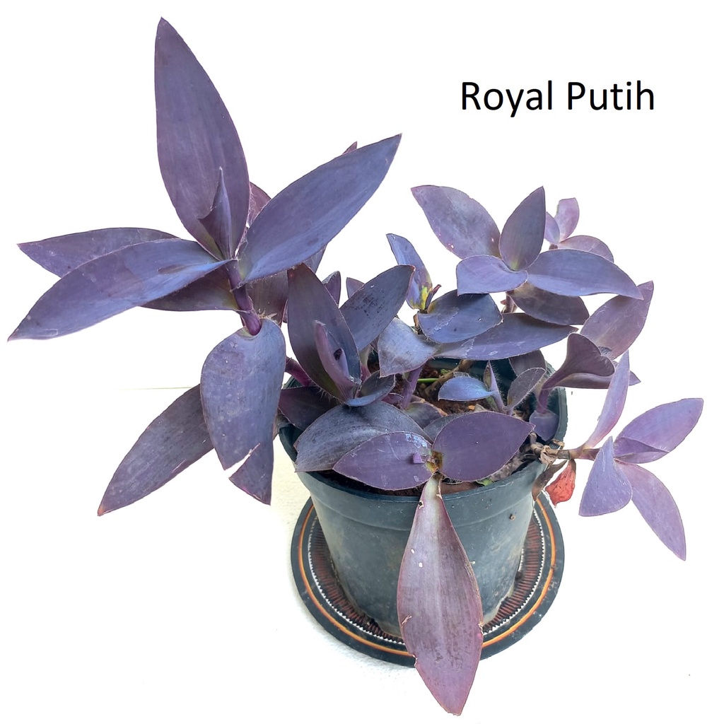Jual TANAMAN HIAS ADAM HAWA UNGU / TRADESCANTIA PALLIDA | Shopee Indonesia