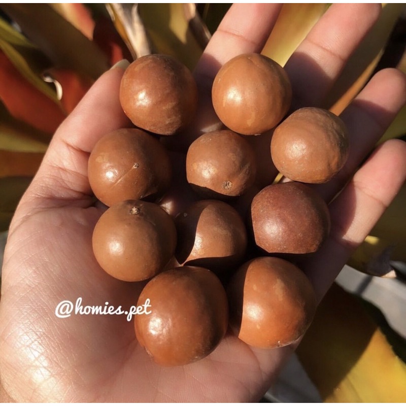 Jual Macadamian Nuts Kacang Macadamia Cemilan Hamster | Shopee Indonesia