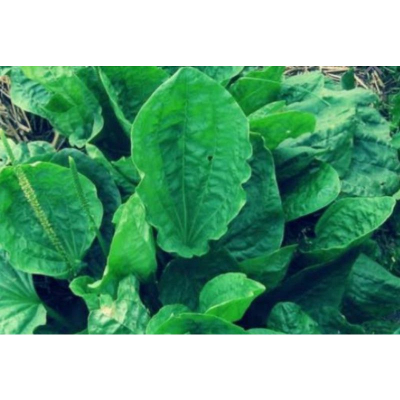 Jual Kiurat Daun Sendok 1 Kg | Shopee Indonesia