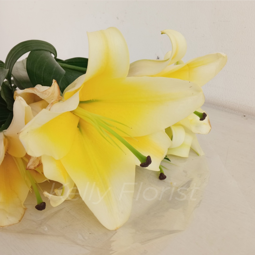 Jual Lily Fresh - Bunga Lily Segar Segar - (Per Tangkai) | Shopee Indonesia