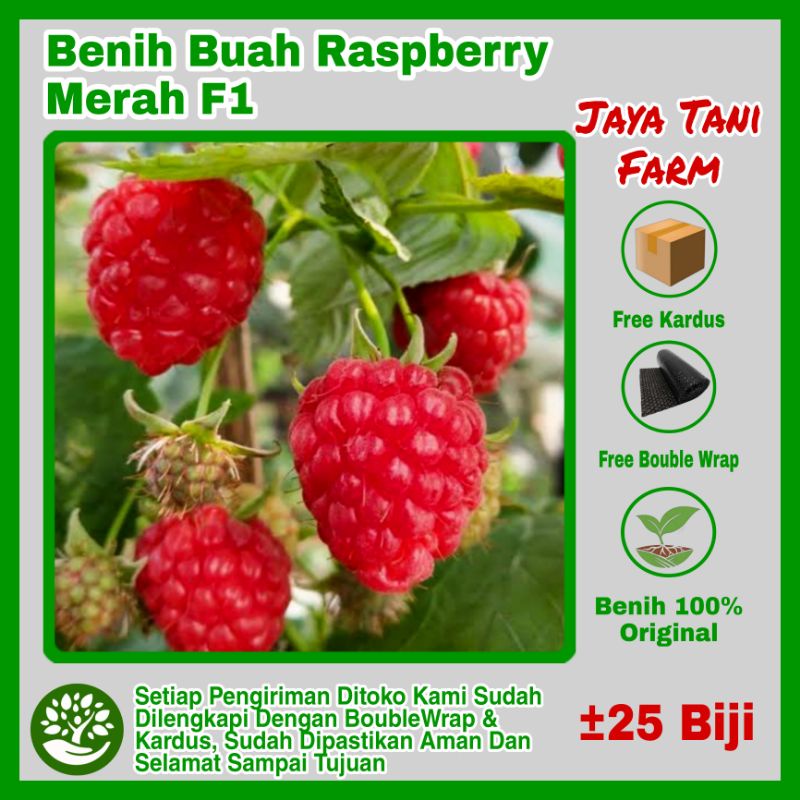 Jual 25 Biji Benih Buah Raspberry Super Merah F1 / Benih Buah / Bibit ...