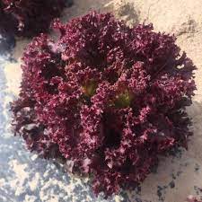 Jual 100 Benih Selada Air Merah F1 - Bibit Tanaman Sayur Unggul | Shopee Indonesia