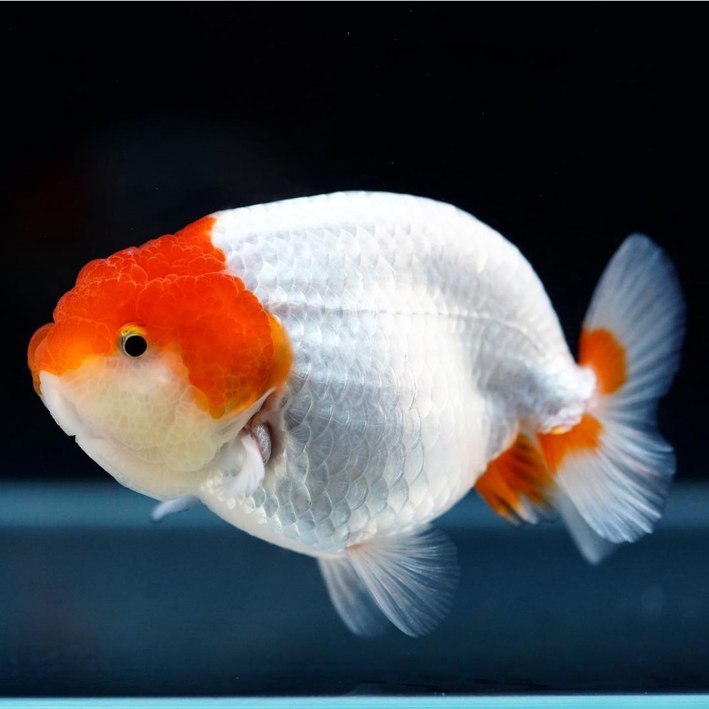Jual Rancu lionchu red white mas koki rancu kepala merah / ikan mas koki rancu | Shopee Indonesia