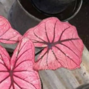 Jual Bunga Caladium Subur/Pink Pilo/Tanaman Bisa COD atau Pembayaran ...