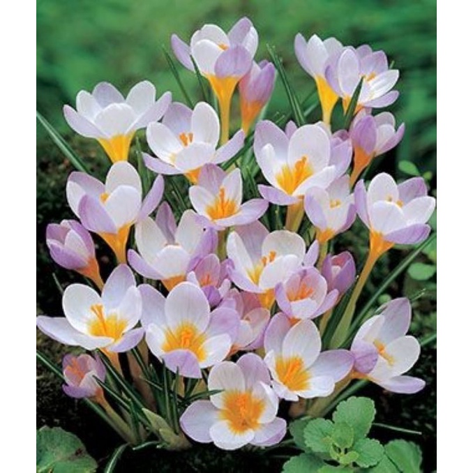 Jual Tanaman Hias Rain lily Kucai Tulip Bunga - Tanaman Hias Hidup ... Jual Tanaman Hias Rain lily Kucai Tulip Bunga - Tanaman Hias Hidup ...