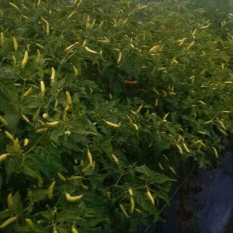 Jual Benih Cabai Cabe Rawit Seta Super Cap Mutiara Bumi Isi 10 Gram ...