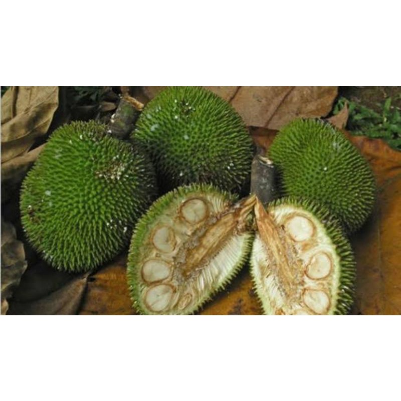 Jual KLUWIH PER BIJI | Shopee Indonesia