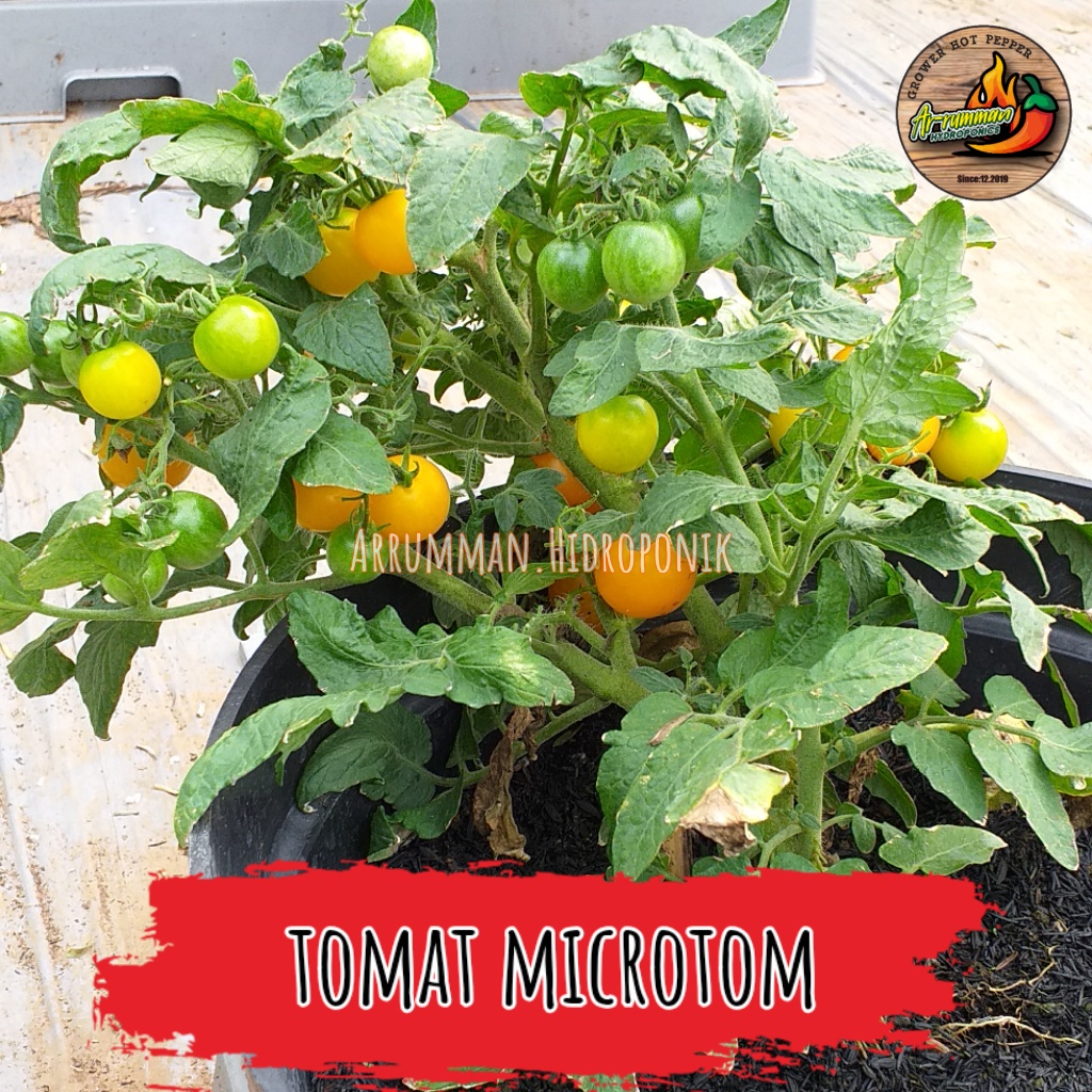 Jual BENIH Bibit Tomat Microtom isi 10 Biji - Jenis Tomat Mini | Shopee ...