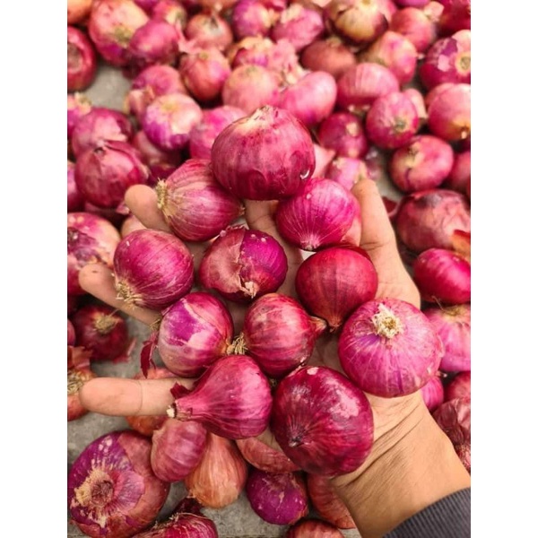 Jual Bawang merah india 1kg | Shopee Indonesia
