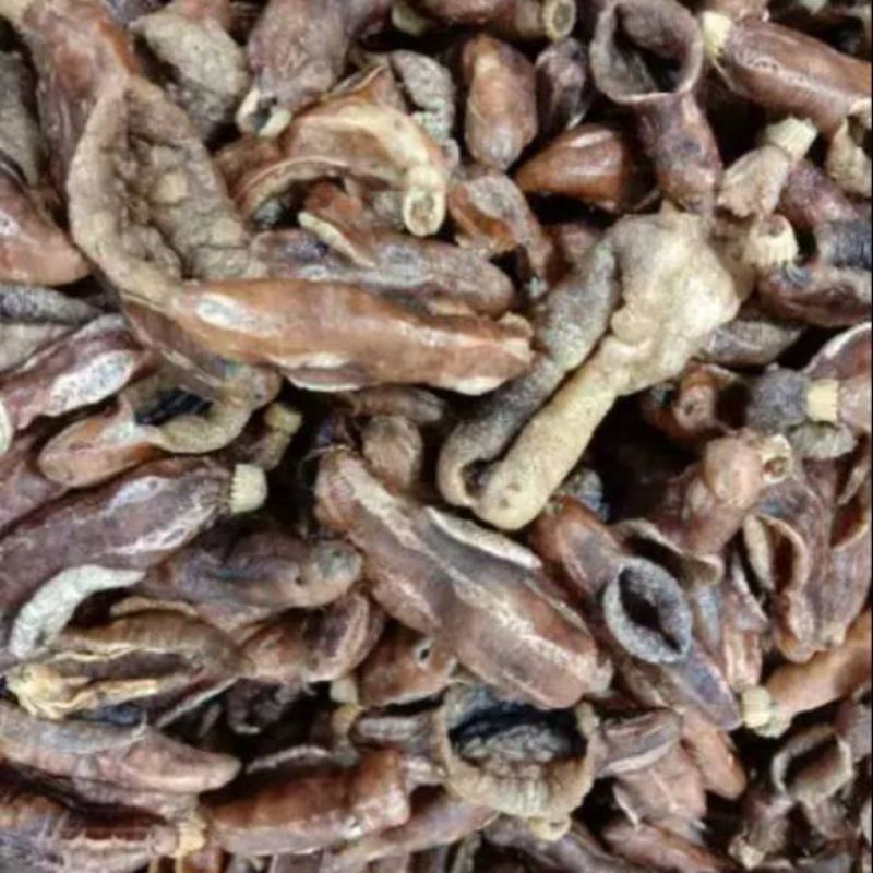 Jual Tripang 250gram | Shopee Indonesia