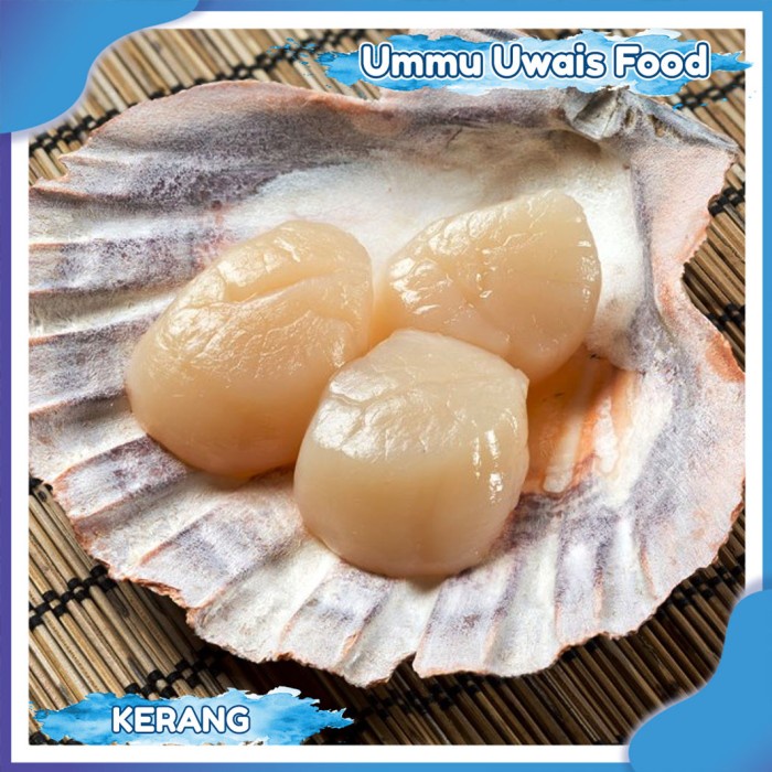 Jual Scallop Kerang Kampak Fresh Berkualitas - 1kg | Shopee Indonesia