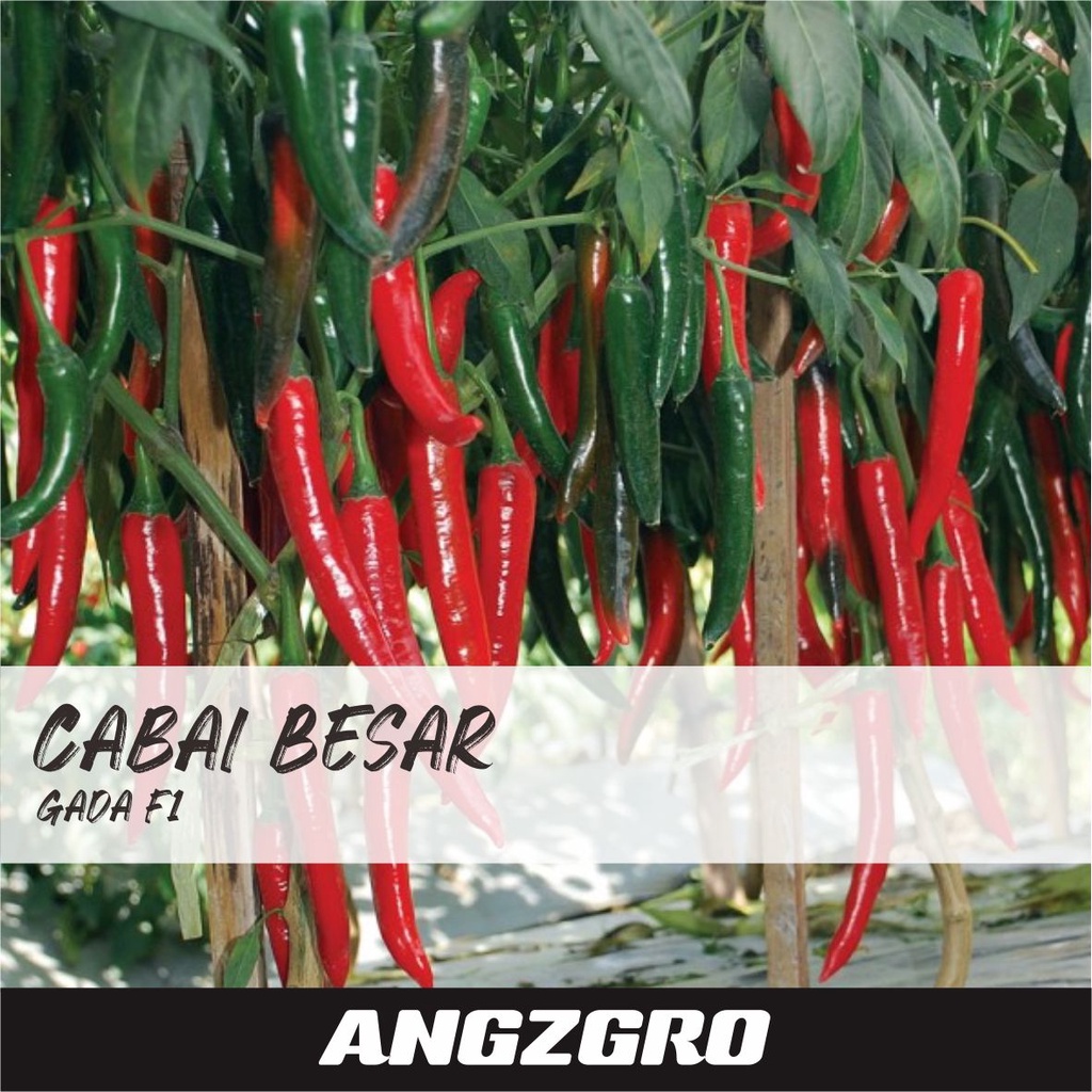 Jual Benih Bibit Cabai Cabe Besar Gada F1 150 Biji Tanaman Hidroponik ...