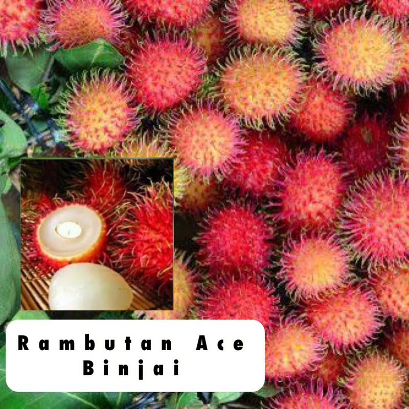 Jual ON PROMO 25RB 1KG!rambutan binjay asli!!buah rambutan segar|rapiah ... Jual ON PROMO 25RB 1KG!rambutan binjay asli!!buah rambutan segar|rapiah ...