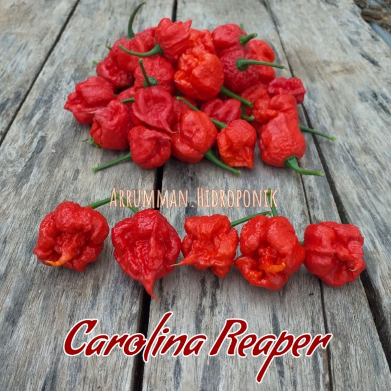 Jual BUAH Cabe Carolina Reaper Red jenis terpedas di dunia | Shopee ...